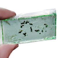 Ant Candy - GeekAlerts